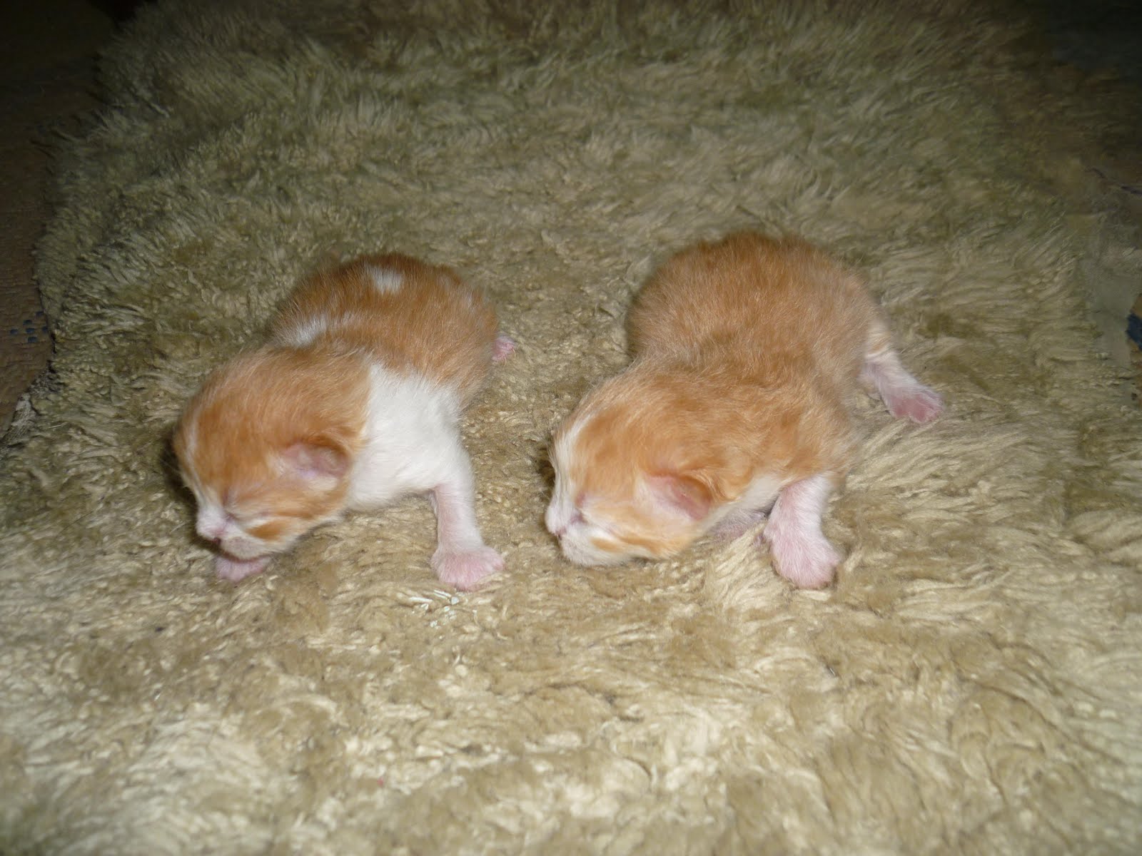 Kucing Utara: Kelahiran dan tumbesaran anak kucing