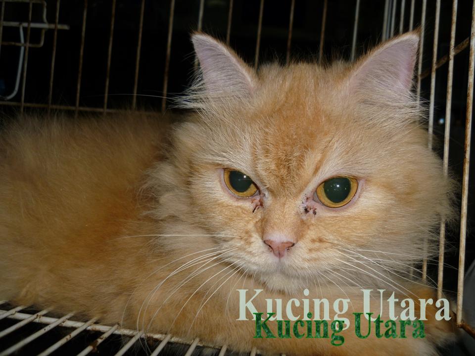 Kucing Utara: Kucing Sakit Perut