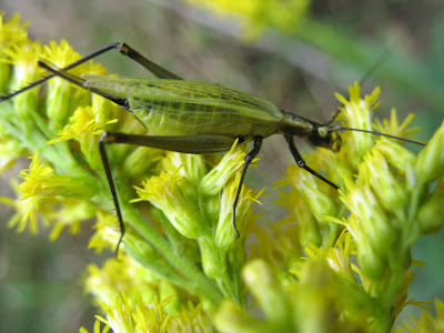 The Ohio Nature Blog: The Black-Horned Tree Cricket