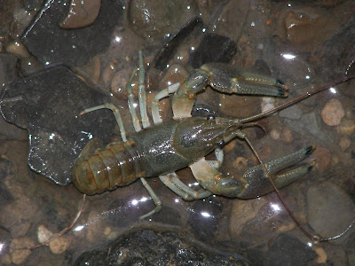The Ohio Nature Blog: The Rusty Crayfish