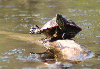 The Ohio Nature Blog: Red Eared Slider, Trachemys scripta elegans