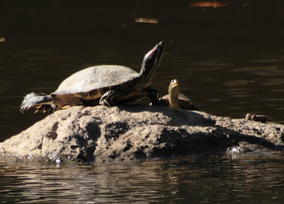 The Ohio Nature Blog: Red Eared Slider, Trachemys scripta elegans