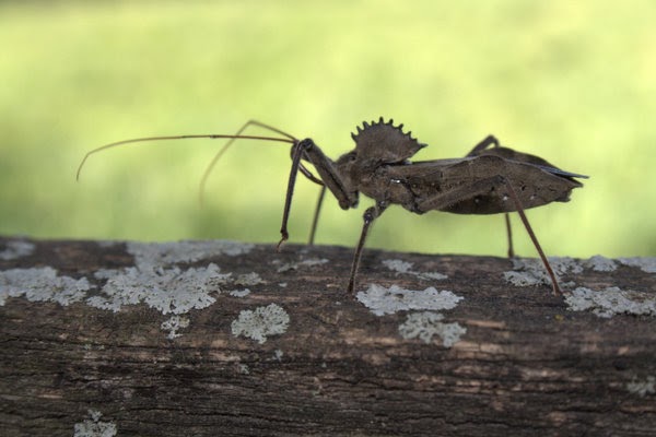 The Ohio Nature Blog: The Wheel Bug, one of Nature's Assassins