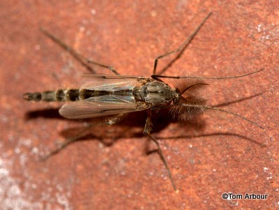 The Ohio Nature Blog: Muffleheads, Midges, or Chironomids- Your Choice