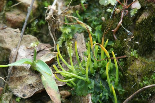 Ohio Flora: Small, Flat, and Featureless- Notothylas orbicularis -An ...