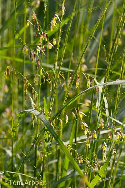 The Ohio Nature Blog: Zizania Aquatica, Wild Rice