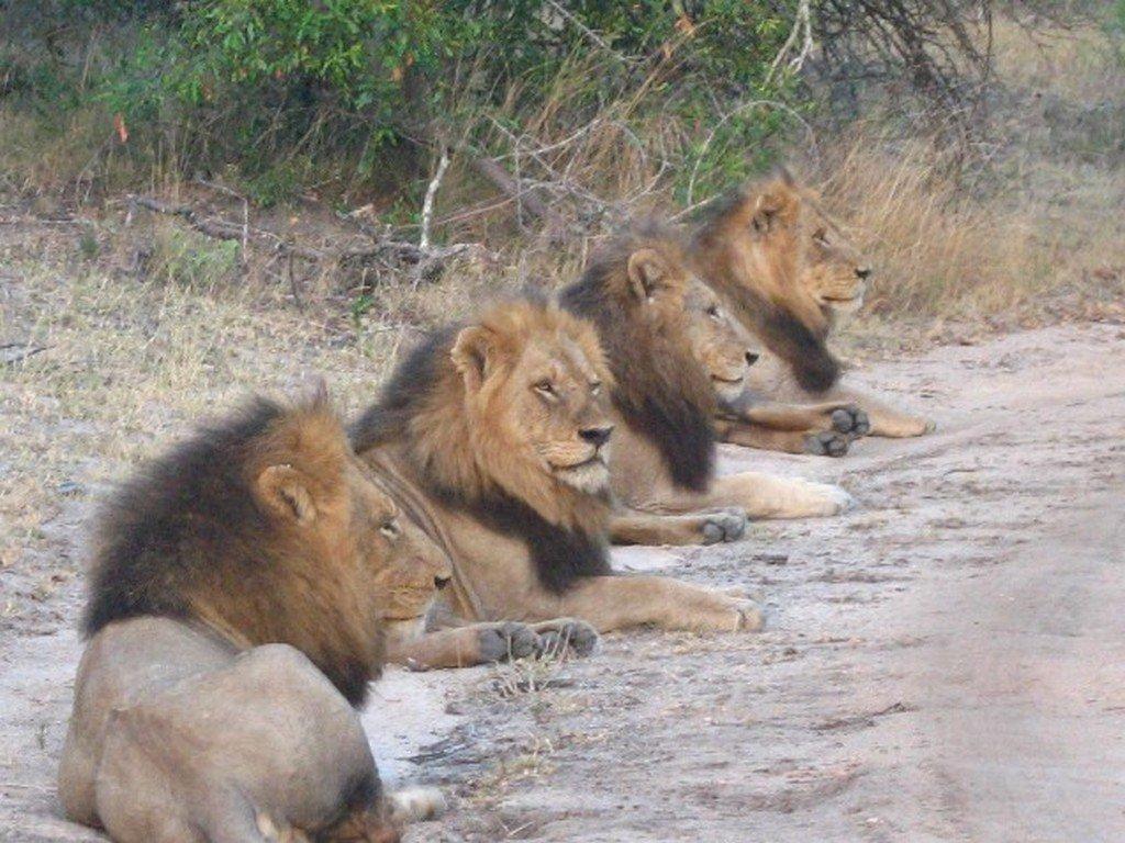 cheek to chic: Falling in love with real leopard print