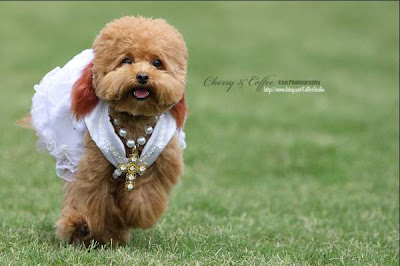 Animale - poze, imagini, wallpapers: POZE IMAGINI CAINI