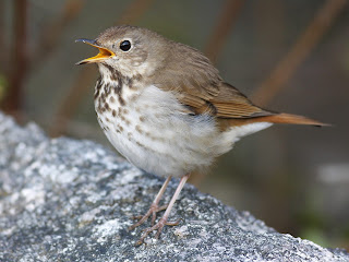 Animale - poze, imagini, wallpapers: Pasari Mici