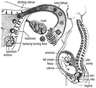 BIOLOGI IS FUN: FERTILISASI, GESTASI, ASI DAN KELAINAN SISTEM REPRODUKSI