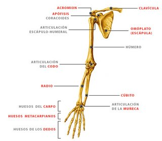 PRINCIPALES HUESOS DEL CUERPO HUMANO: BRAZO