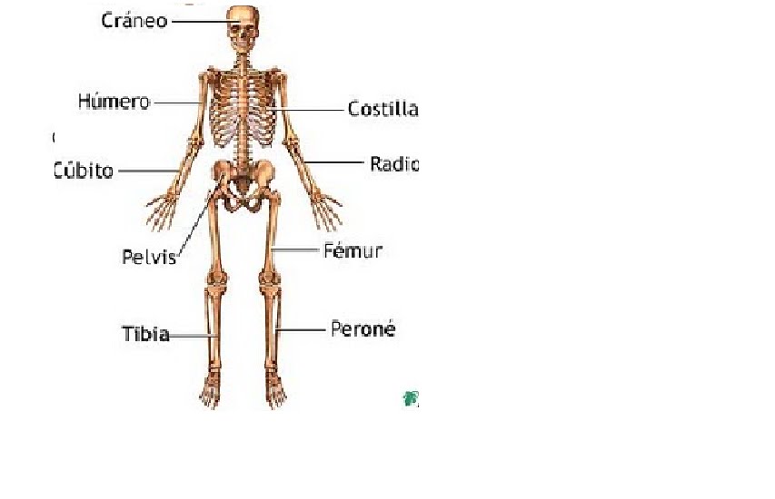 PRINCIPALES HUESOS DEL CUERPO HUMANO: ESQUELETO