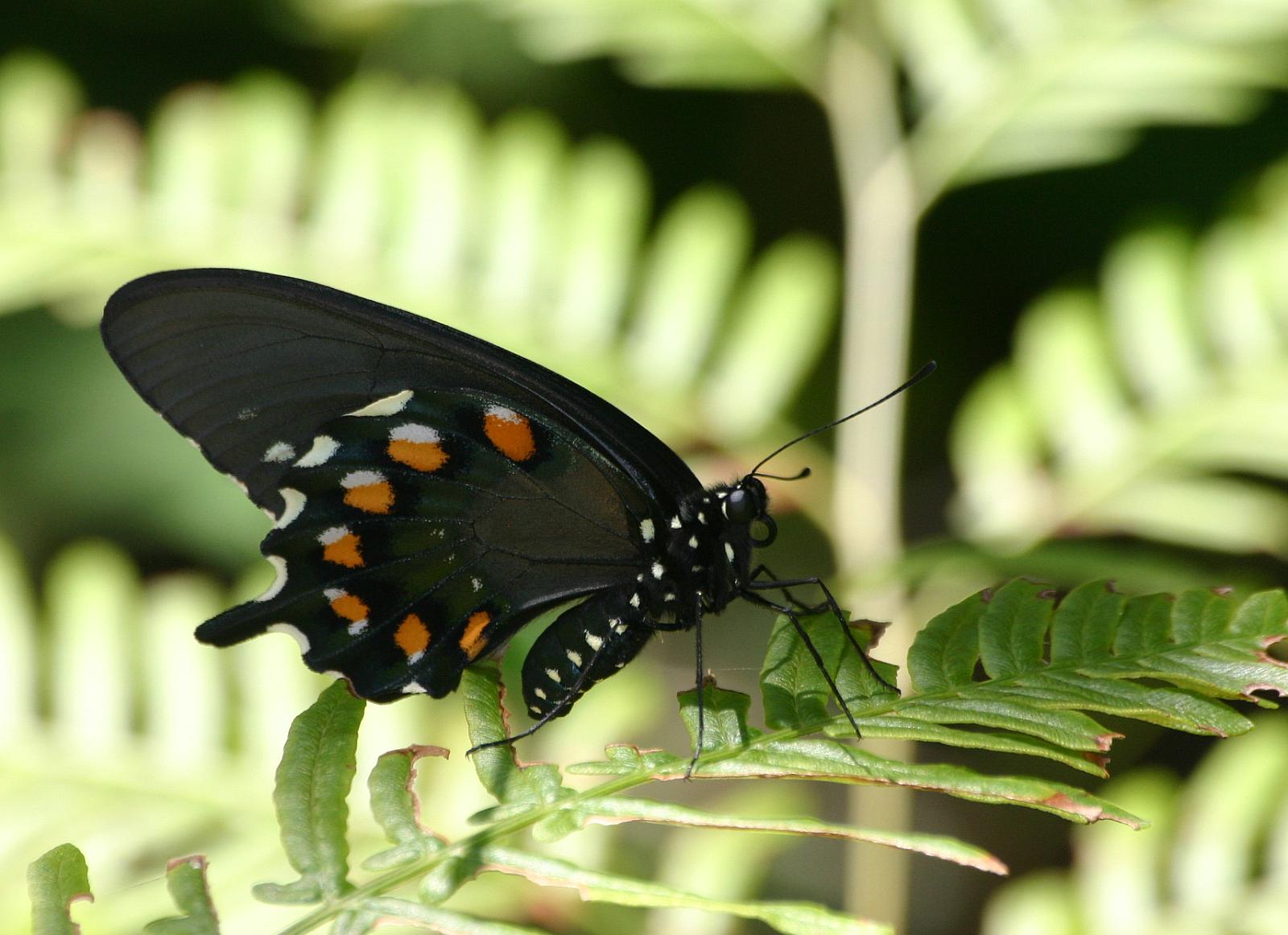 Legend Talks: 12 Rare-Sighted And Appealing Butterfly Species