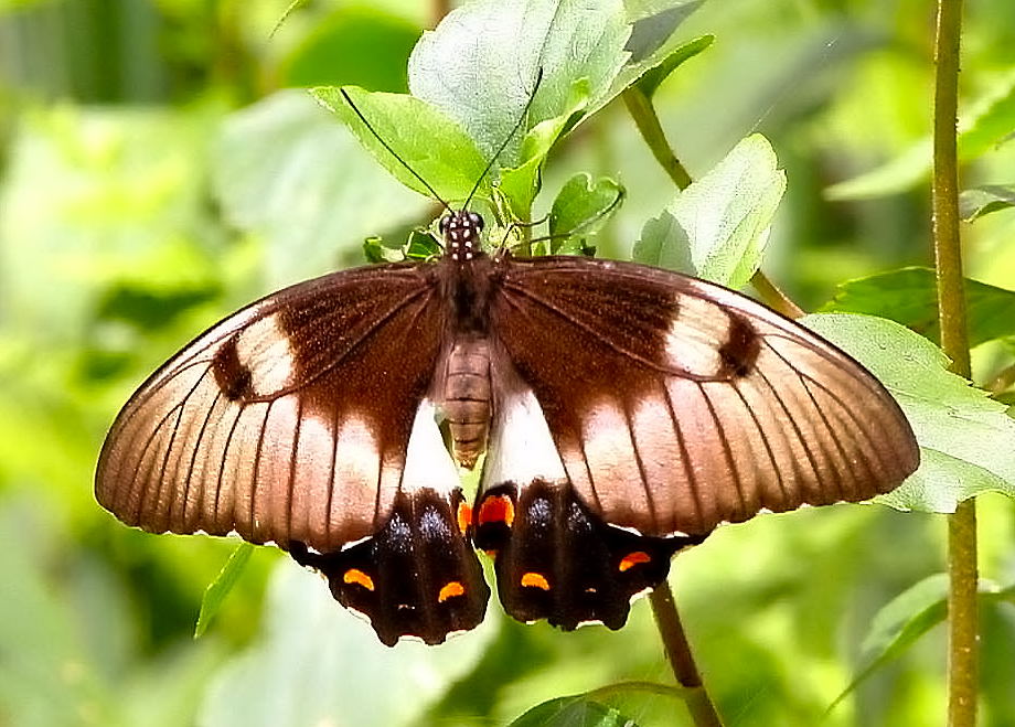 Legend Talks: 12 Rare-Sighted And Appealing Butterfly Species