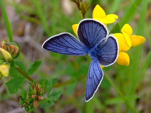 Legend Talks: 12 Rare-Sighted And Appealing Butterfly Species