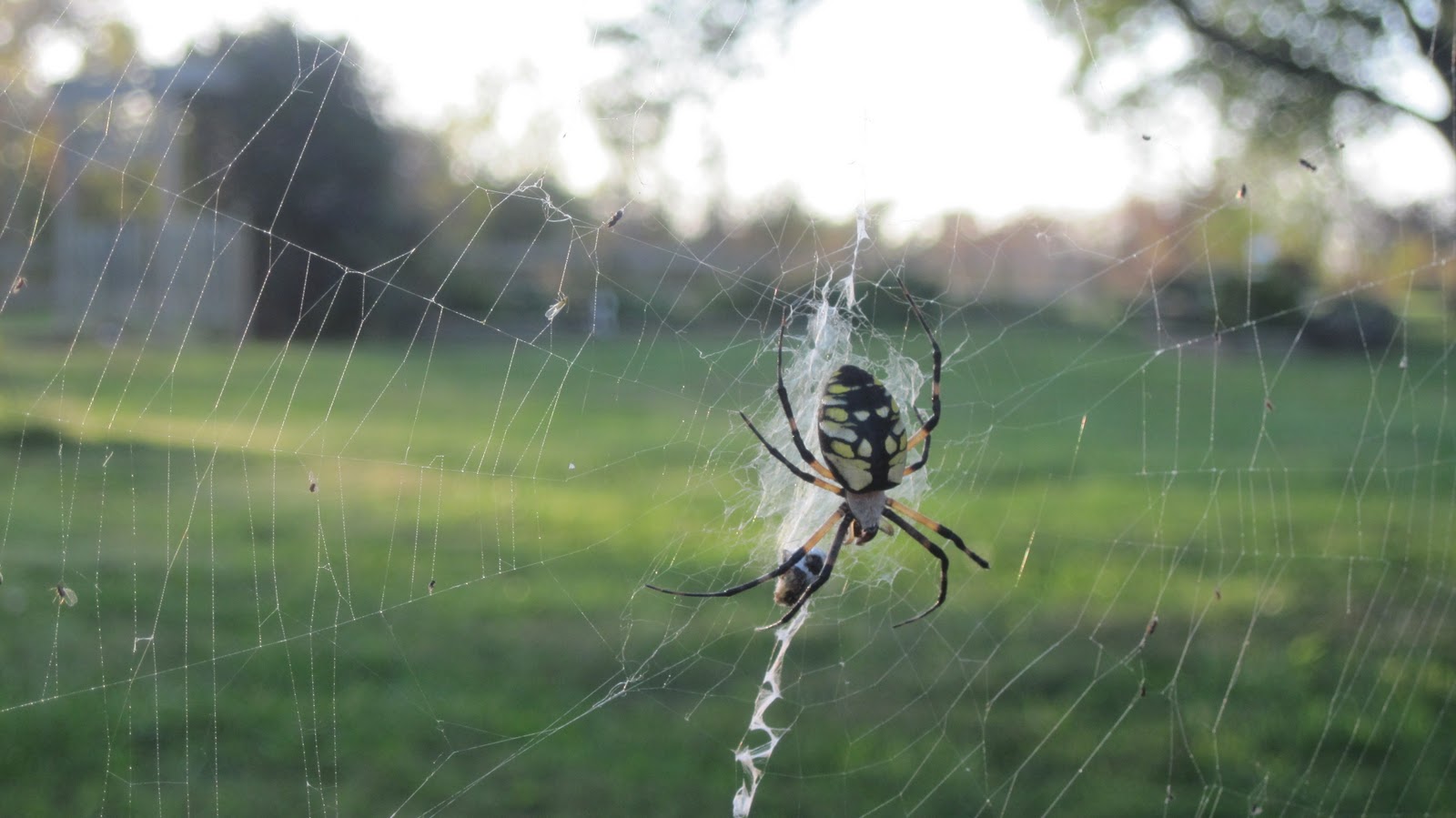 Calamity Acres Hobby Farm: Spiders, Lots of Spiders