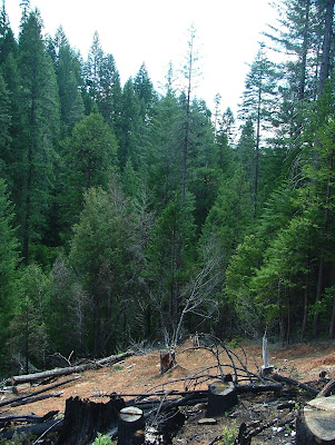 Bluebear's Photo Gallery: Strawberry Valley