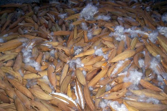 Kapuk Randu: Proses Produksi