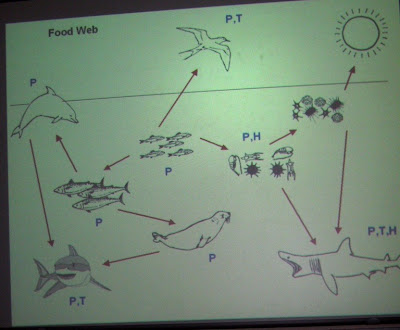 Sussex Marine Wildlife Jottings: The Amazing World of Sharks