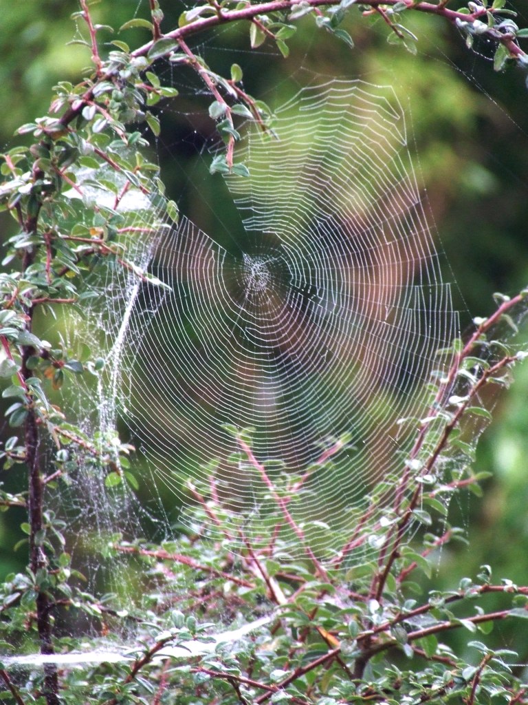 Urban Wildlife Jottings: Spider web art