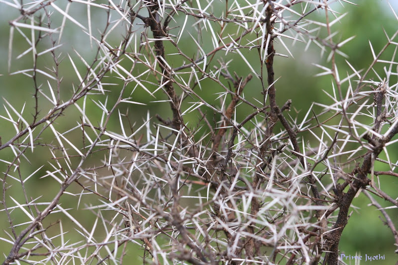 Prime Photos: Thorns