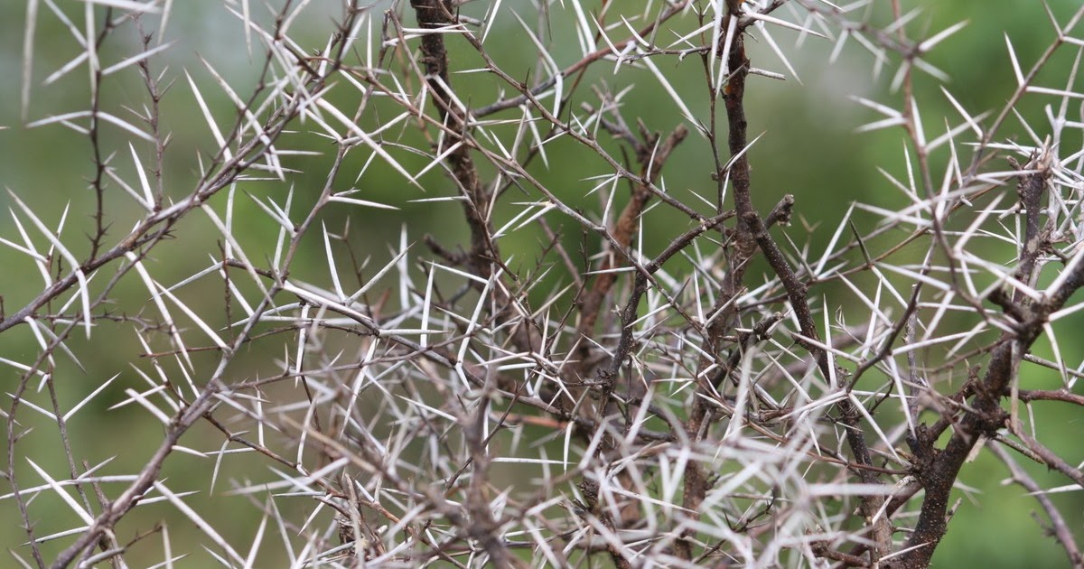 Prime Photos: Thorns