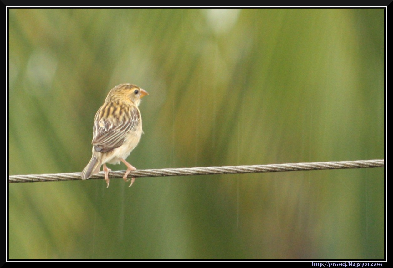 Prime Photos: Baya Weaver Birds