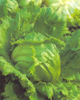 Groente en Fruit voor jou!: IJsbergsla