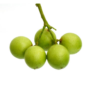 Groente en Fruit voor jou!: Knippa