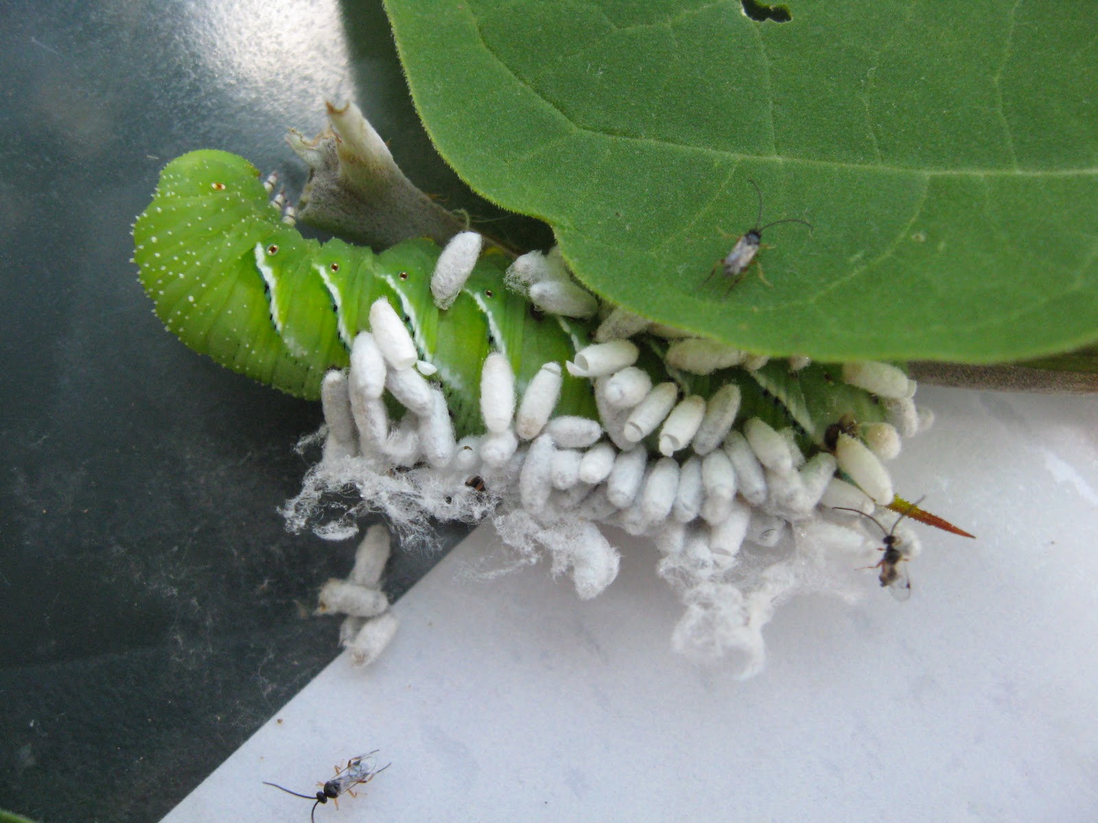 Normal Biology: It's Hard to be a Hornworm