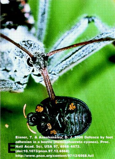 Normal Biology: Inventing the Wheel(bug)