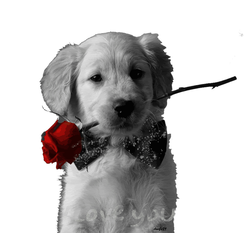 SMILE OF THE WORD GRATEFUL LIKE A DOG smile-of-the-word-grateful-like-a-dog
