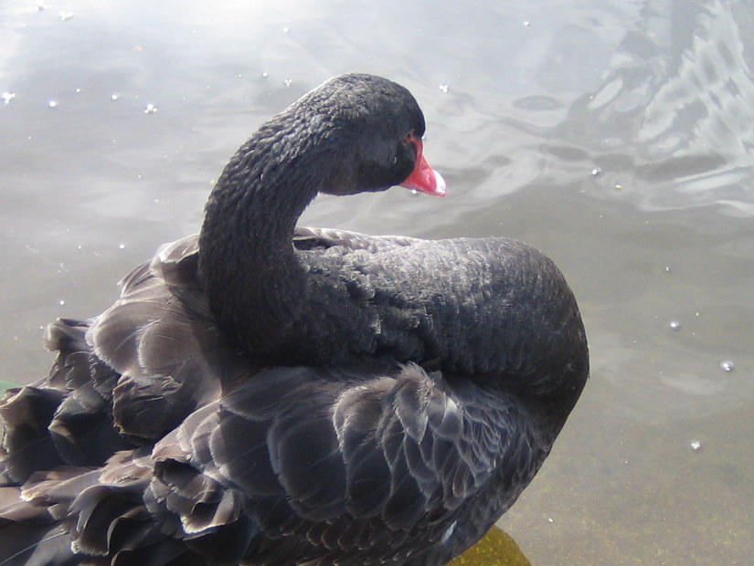 What the Camera Sees: Black Rook in Rainy Weather