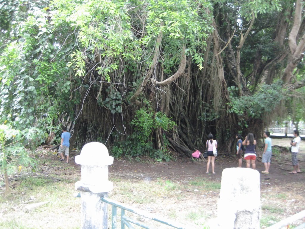 Trese: The Oldest Balete Tree in Baler