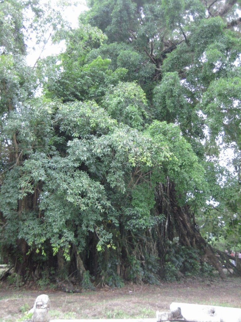 Trese: The Oldest Balete Tree in Baler