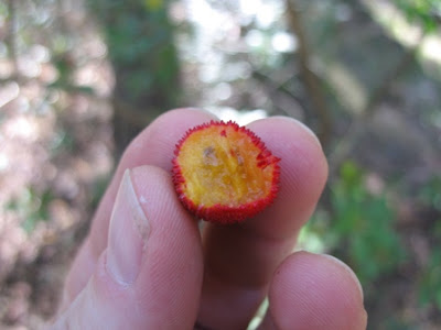 The World´s Tree Species: Strawberry Tree - Arbutus Unedo