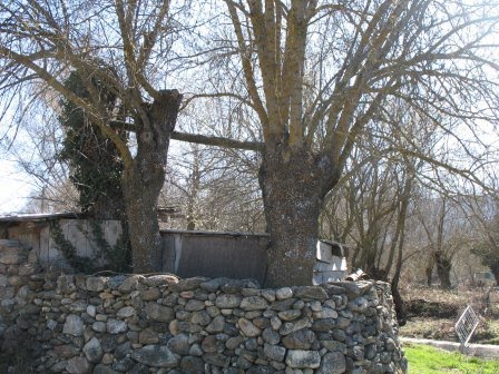 The World´s Tree Species: Pollarding of European Ash trees in Spain