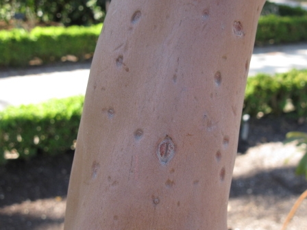 The World´s Tree Species: Greek Strawberry tree - Arbutus andrachne