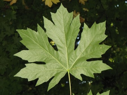 The World´s Tree Species: Big Leaf Maple - Acer macrophyllum
