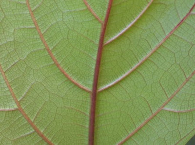 The World´s Tree Species: Indoor Fiddle Leaf Fig care tips
