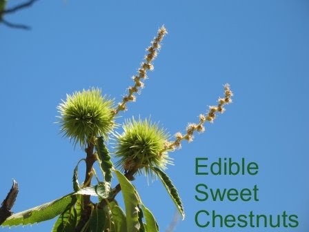 The World´s Tree Species: Edible Chestnuts vs. Horse Chestnuts