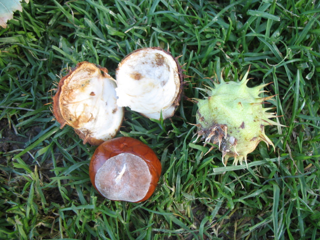 The World´s Tree Species: Non-edible Chestnuts