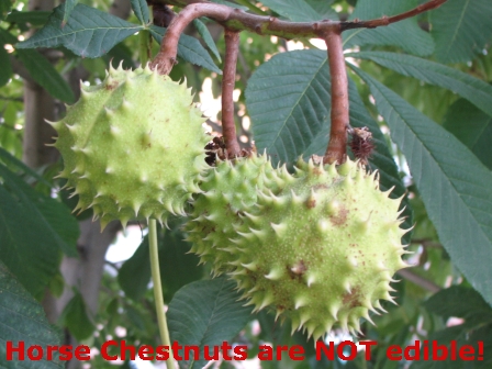 The World´s Tree Species: Non-edible Chestnuts