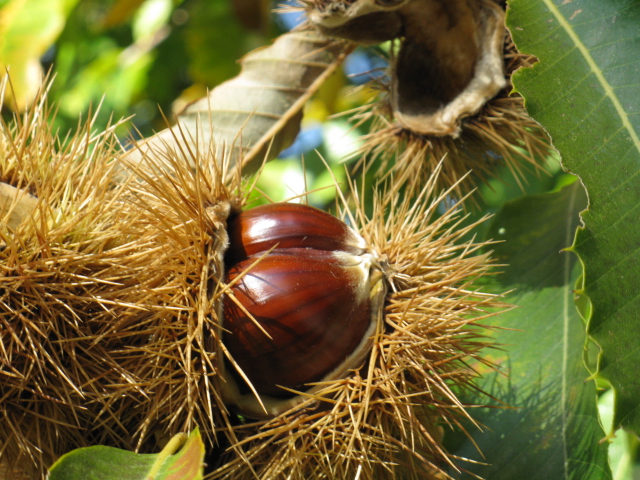 The World´s Tree Species: Images of edible sweet chestnuts