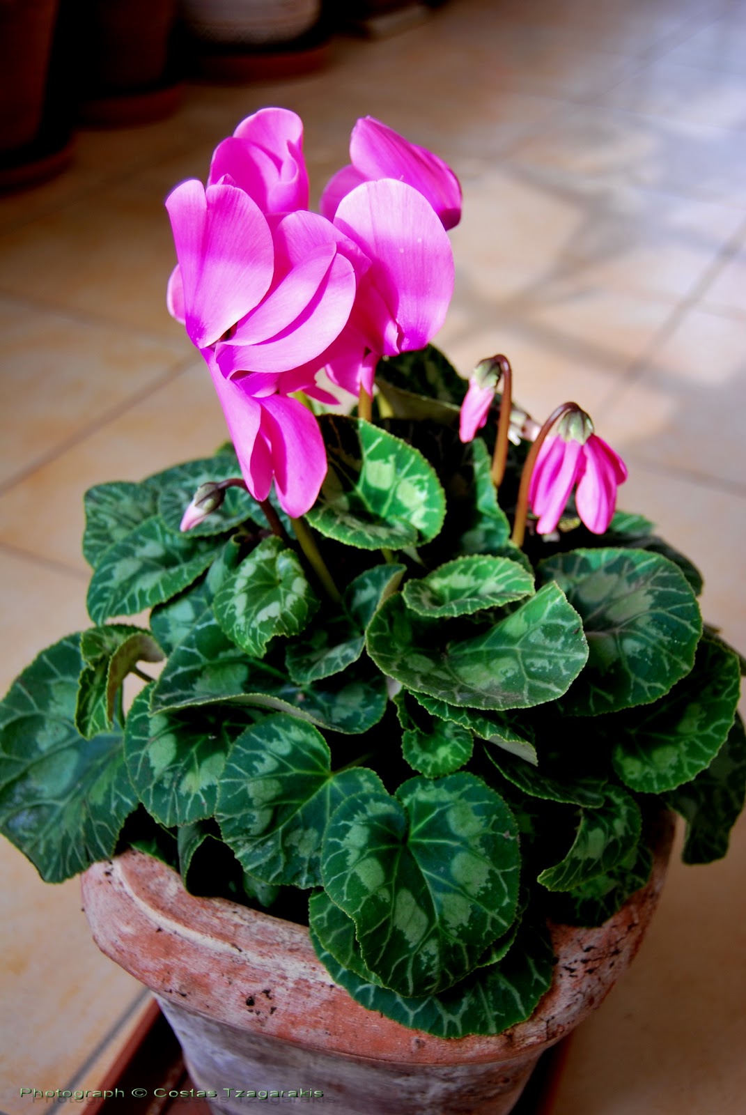 Nature Digital : Autumn. The season of the cyclamens. Φθινόπωρο. Η ...