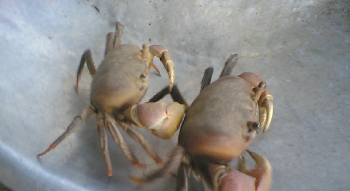 "ARAY ARAY KINAGAT NG KURAY", a local song goes. Ito pala 'yun fresh ...