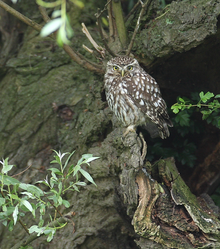 owls about that then!: Arty Farty!