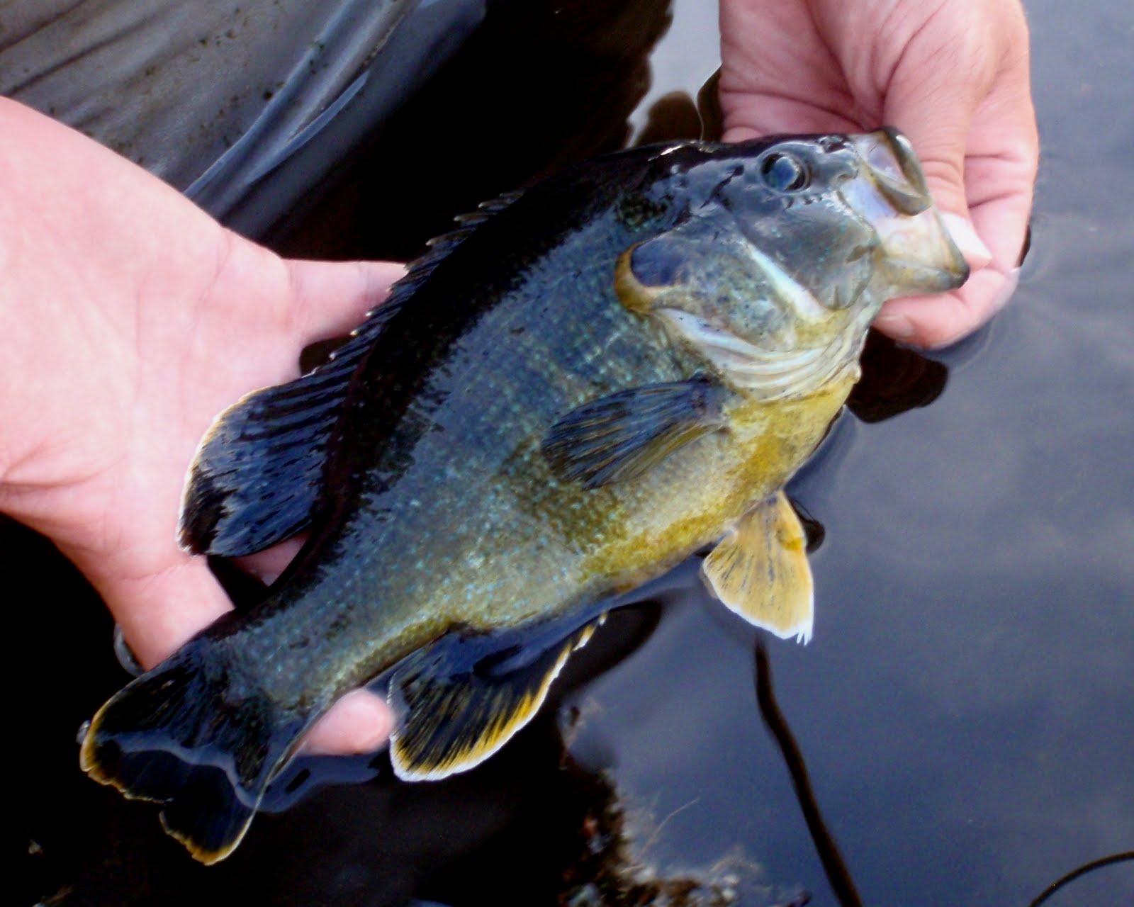 Biggest bluegill to date! Bluffton, IN. : r/Fishing