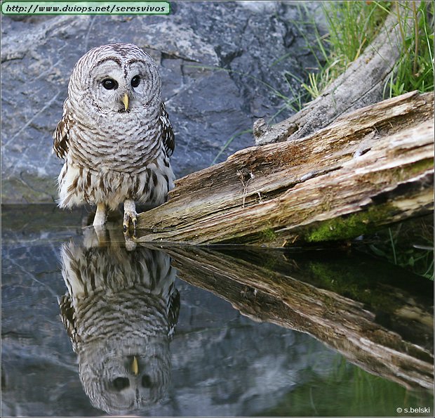 ADICTOS: El simbolo de sabiduria y el inicio de un nuevo ciclo