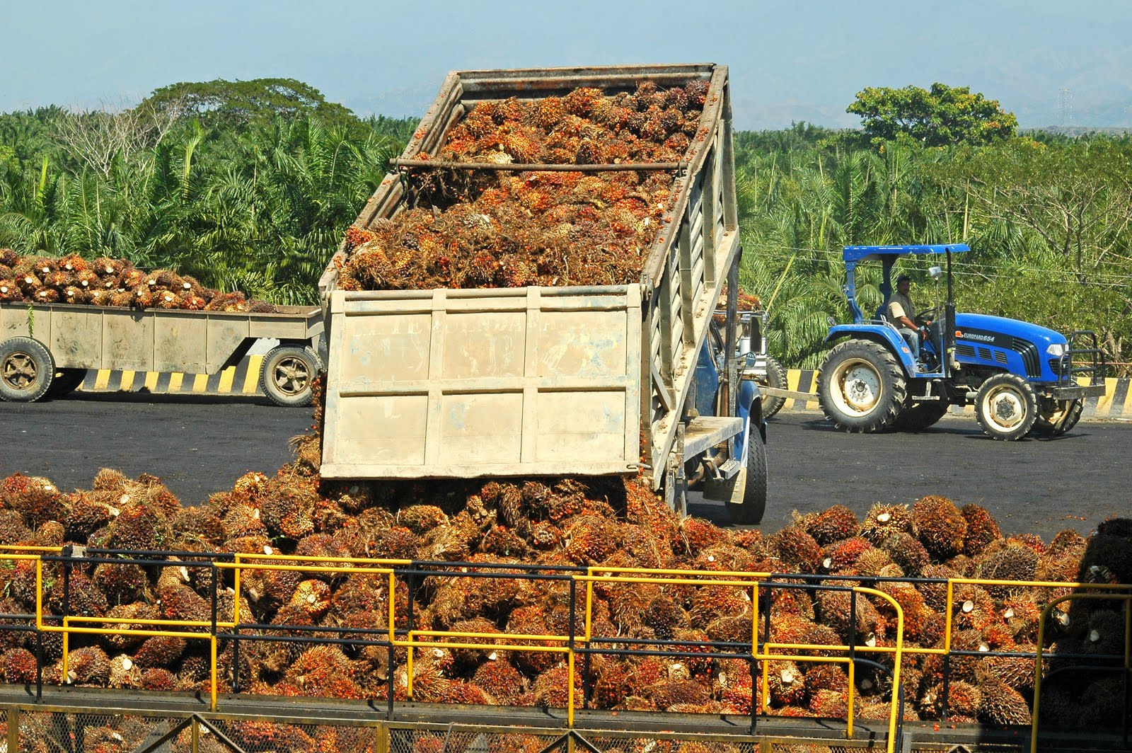 OUI à l'huile de palme certifiée biologique rspo-next: Avantage huile ...
